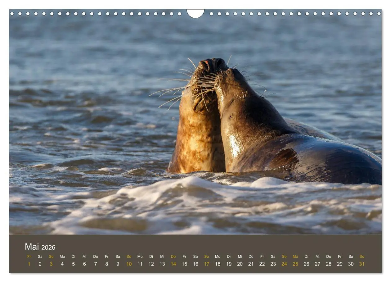Robben auf der Helgoländer Düne (Wandkalen... | preigu